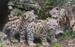 Dangerous Leopard Images With Facebook Timeline Size Image