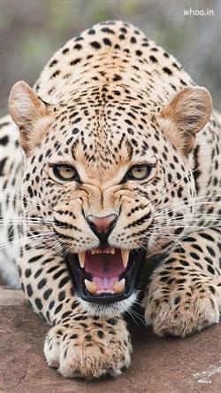 Leopard Is Roar HD Wallpaper