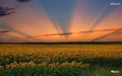 Sun Shine Natural HD Images And Wallpapers Collection